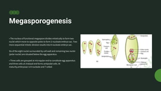 SEXUAL REPRODUCTION IN FLOWERING PLANTS.pptx
