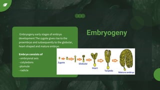 SEXUAL REPRODUCTION IN FLOWERING PLANTS.pptx