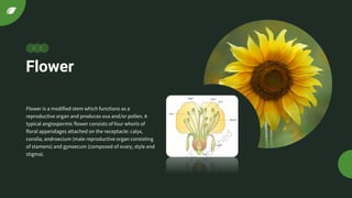 SEXUAL REPRODUCTION IN FLOWERING PLANTS.pptx