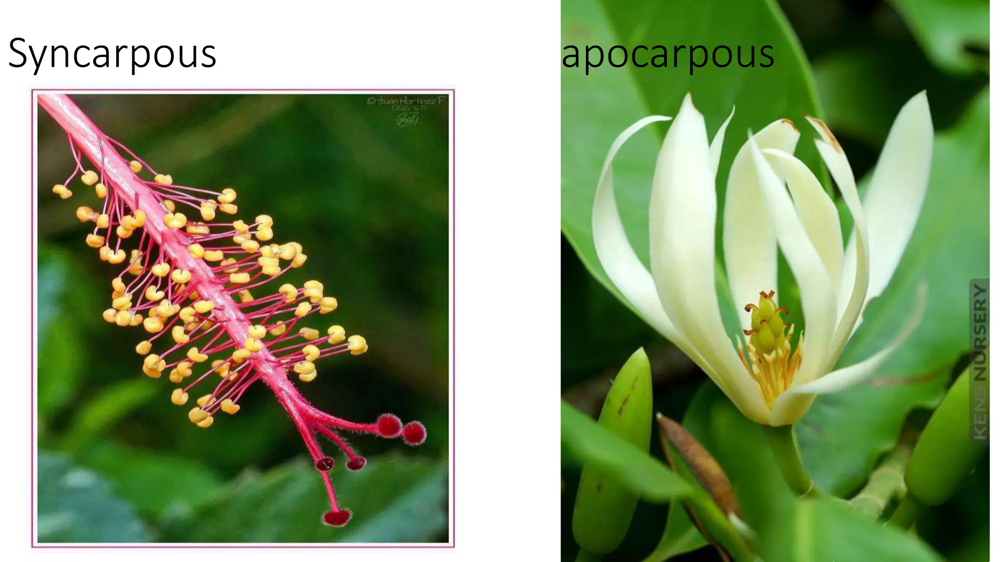 SEXUAL REPRODUCTION IN FLOWERING PLANTS.pptx