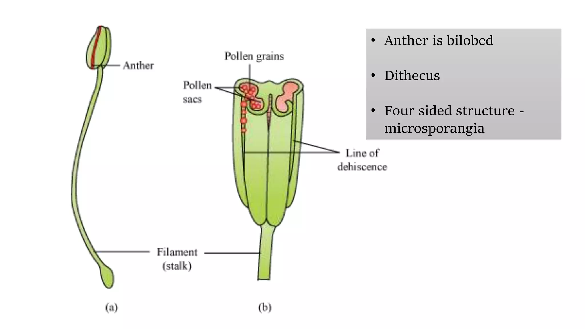 SEXUAL REPRODUCTION IN FLOWERING PLANTS.pptx