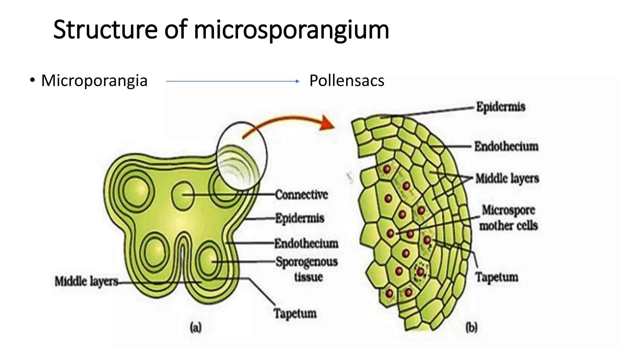 SEXUAL REPRODUCTION IN FLOWERING PLANTS.pptx