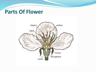 Sexual Reproduction in Flowering plants.pptx
