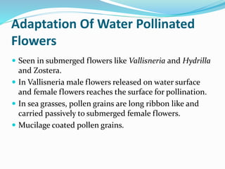Sexual Reproduction in Flowering plants.pptx