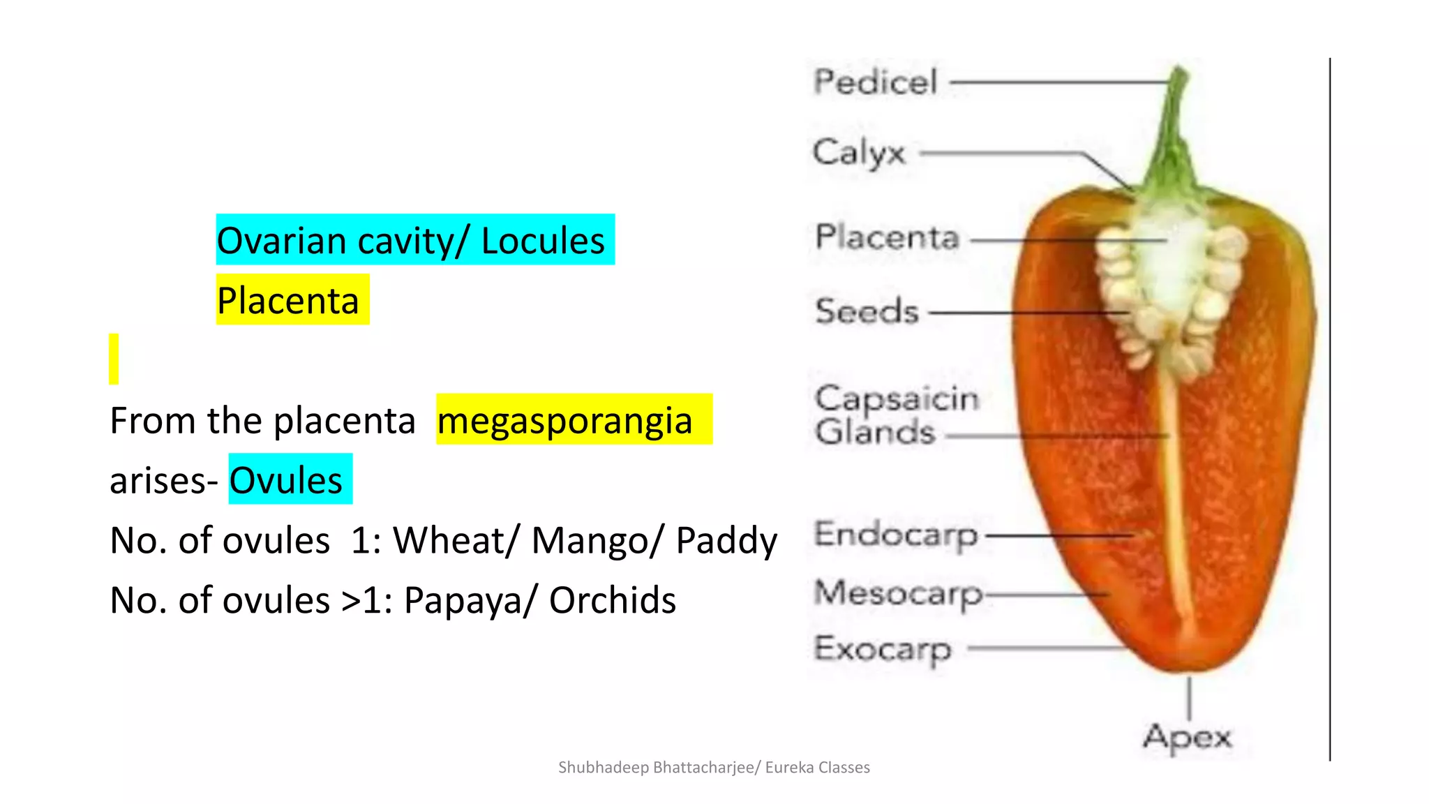 Sexual reproduction in flowering plants | PPTX