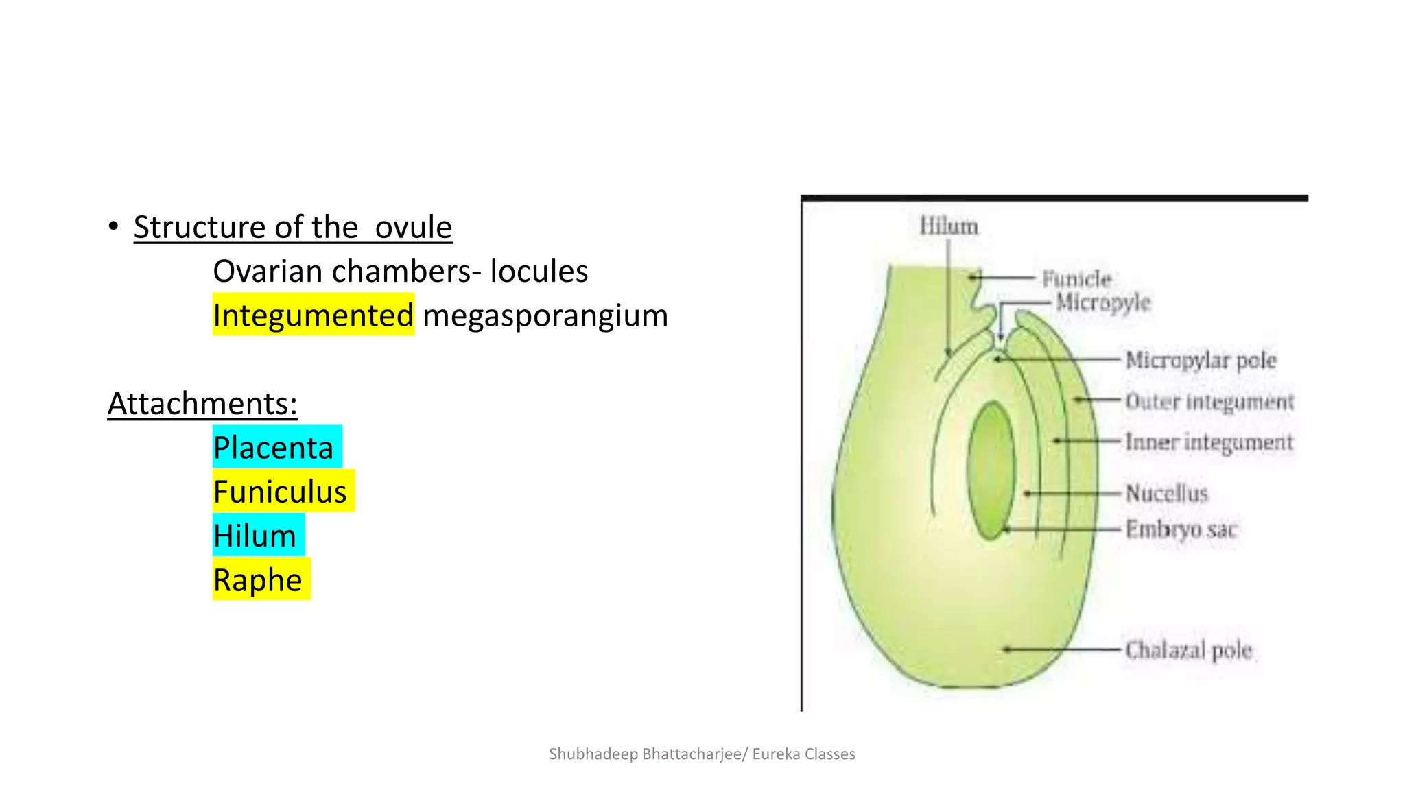 Sexual reproduction in flowering plants | PPTX