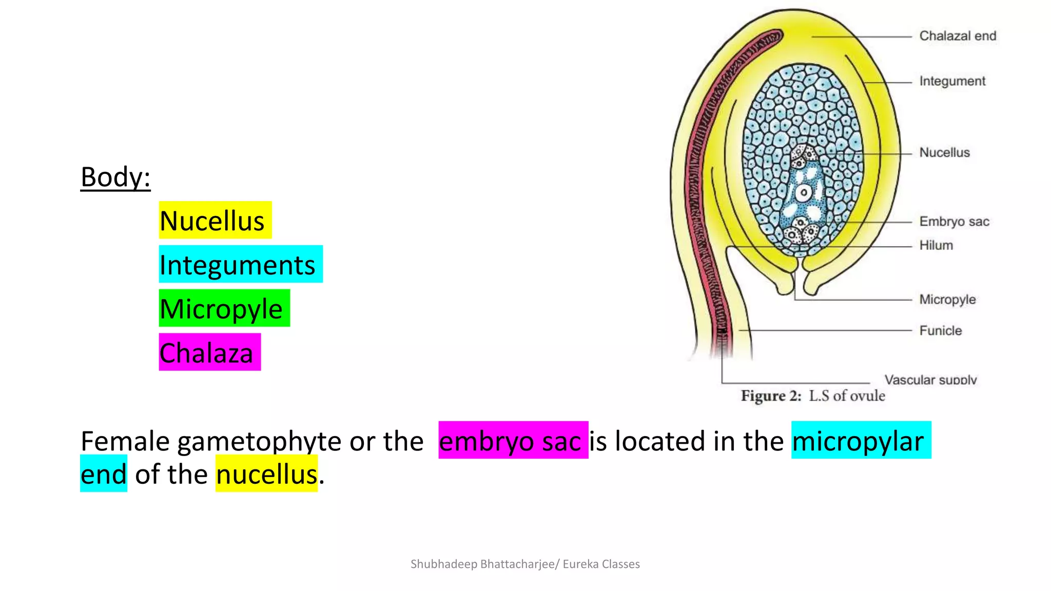 Sexual reproduction in flowering plants | PPTX
