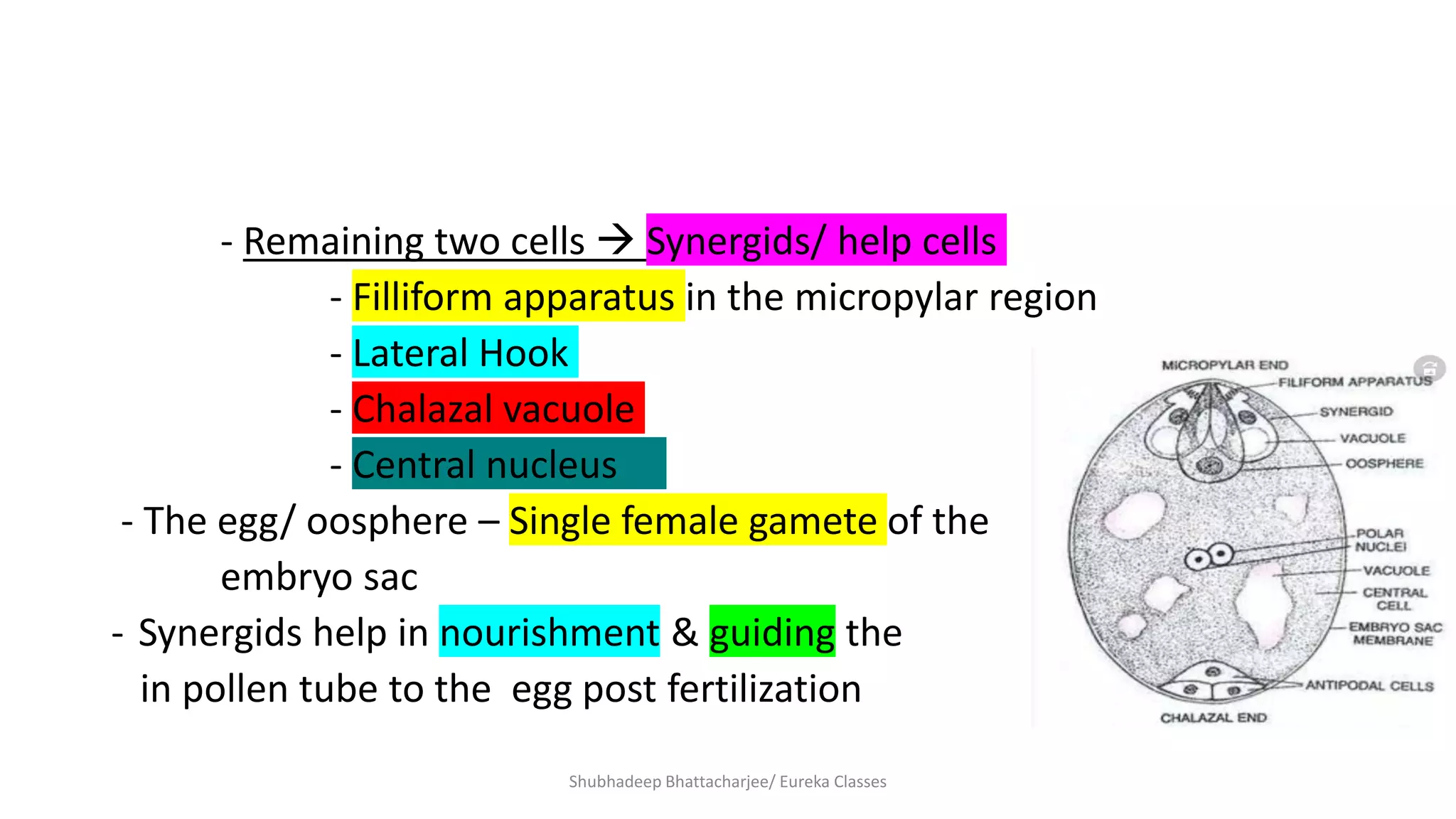 Sexual reproduction in flowering plants | PPTX