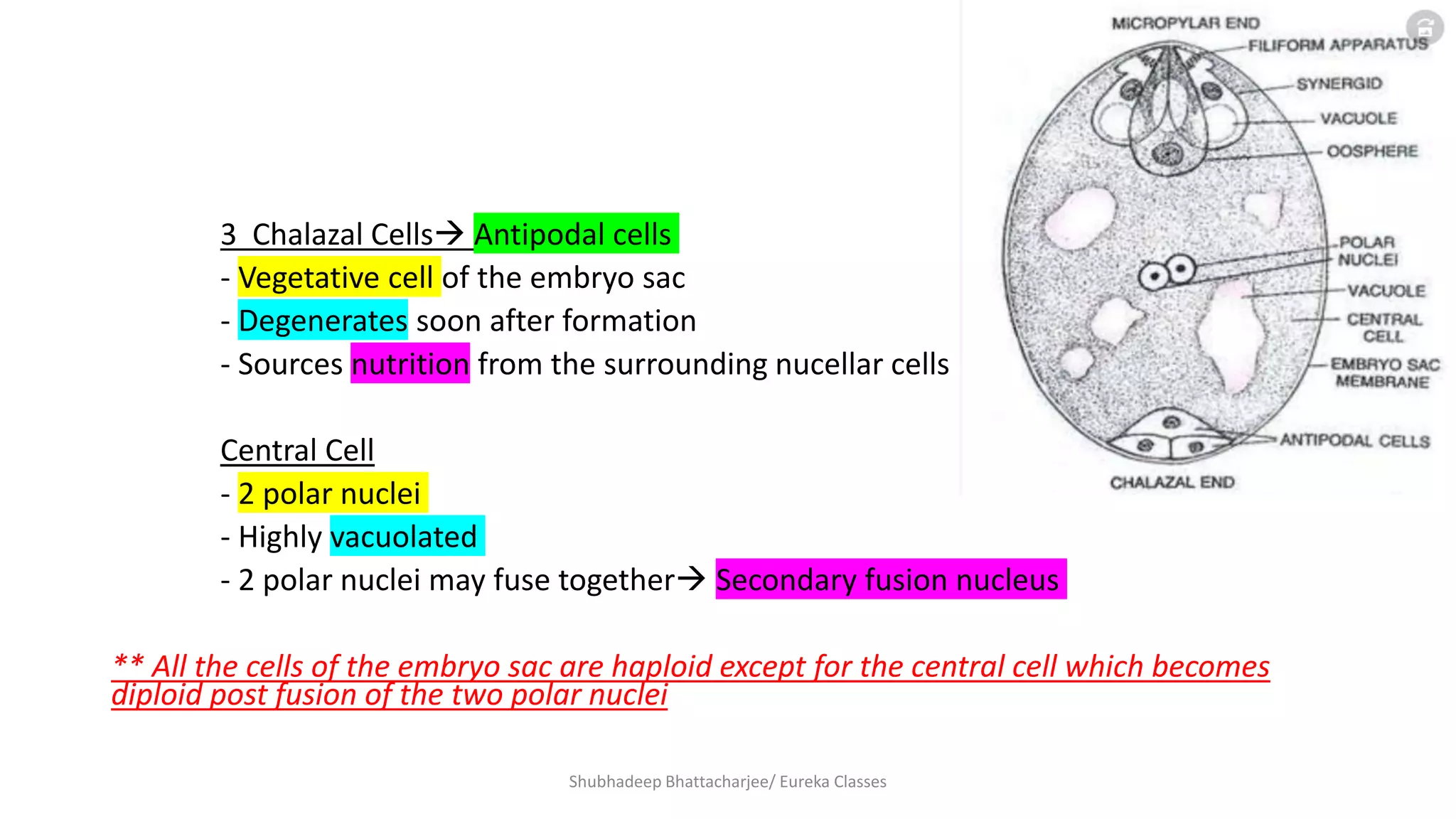 Sexual reproduction in flowering plants | PPTX