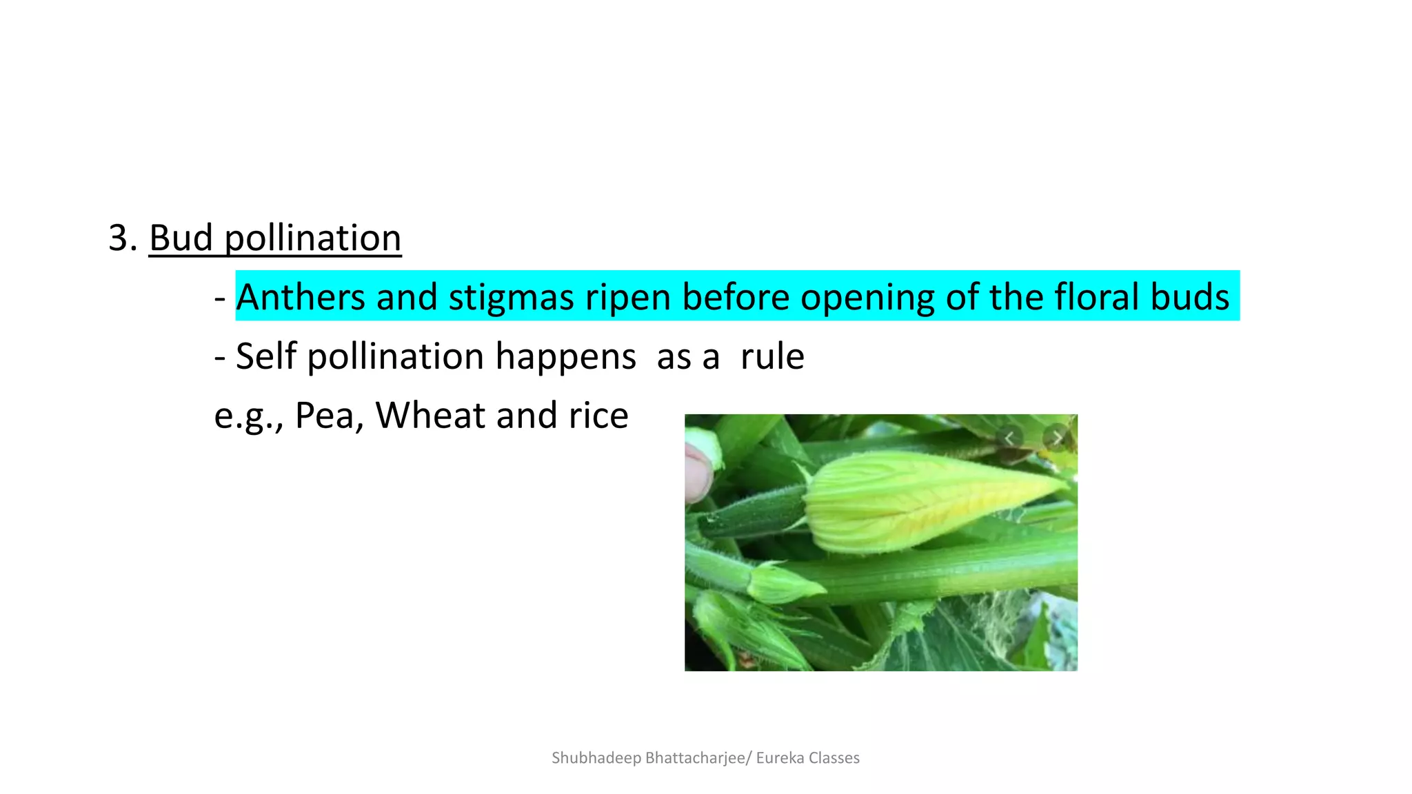 Sexual reproduction in flowering plants | PPTX