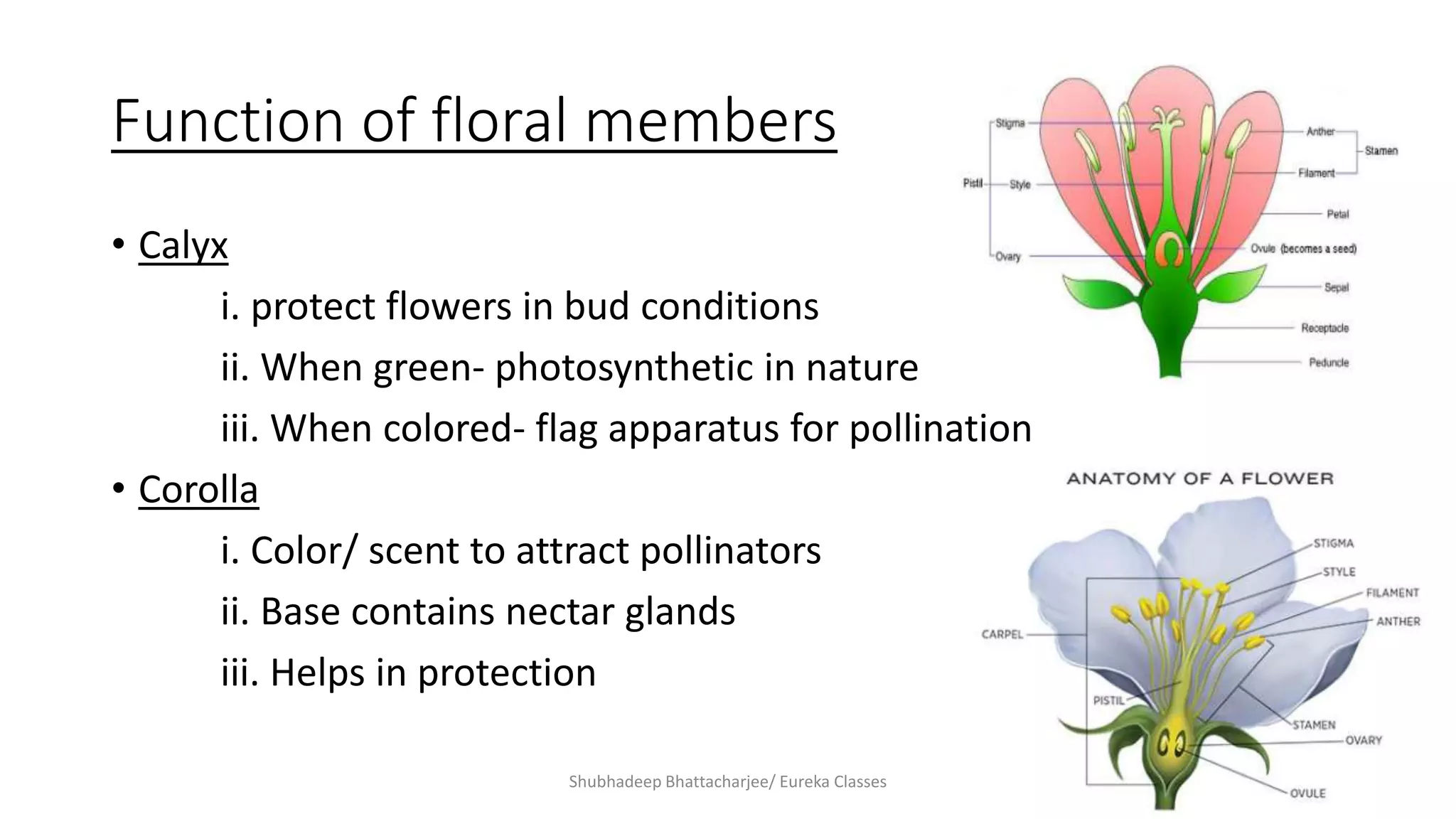 Sexual Reproduction In Flowering Plants Ppt