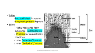 Sexual reproduction in flowering plants | PPTX
