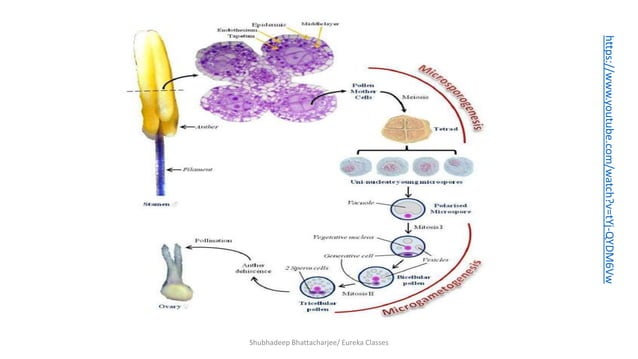 Sexual reproduction in flowering plants | PPT