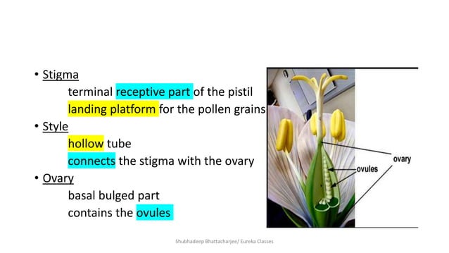 Sexual reproduction in flowering plants | PPT