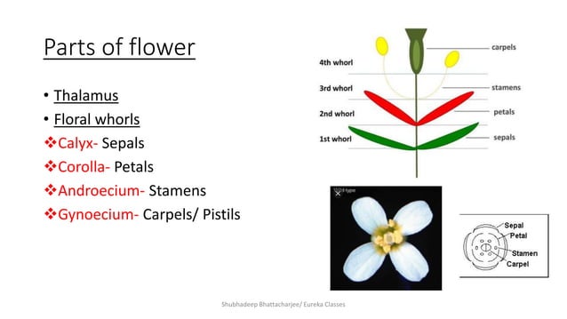 Sexual reproduction in flowering plants | PPT