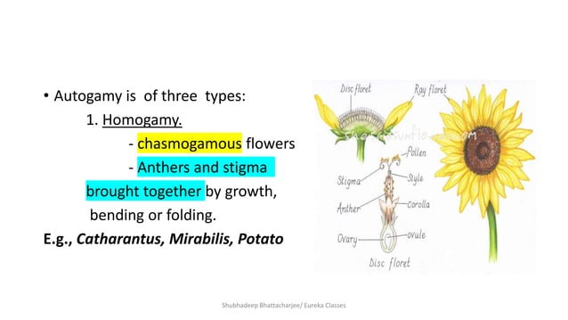 Sexual reproduction in flowering plants | PPT