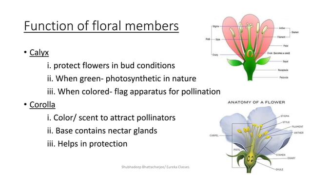 Sexual reproduction in flowering plants | PPT