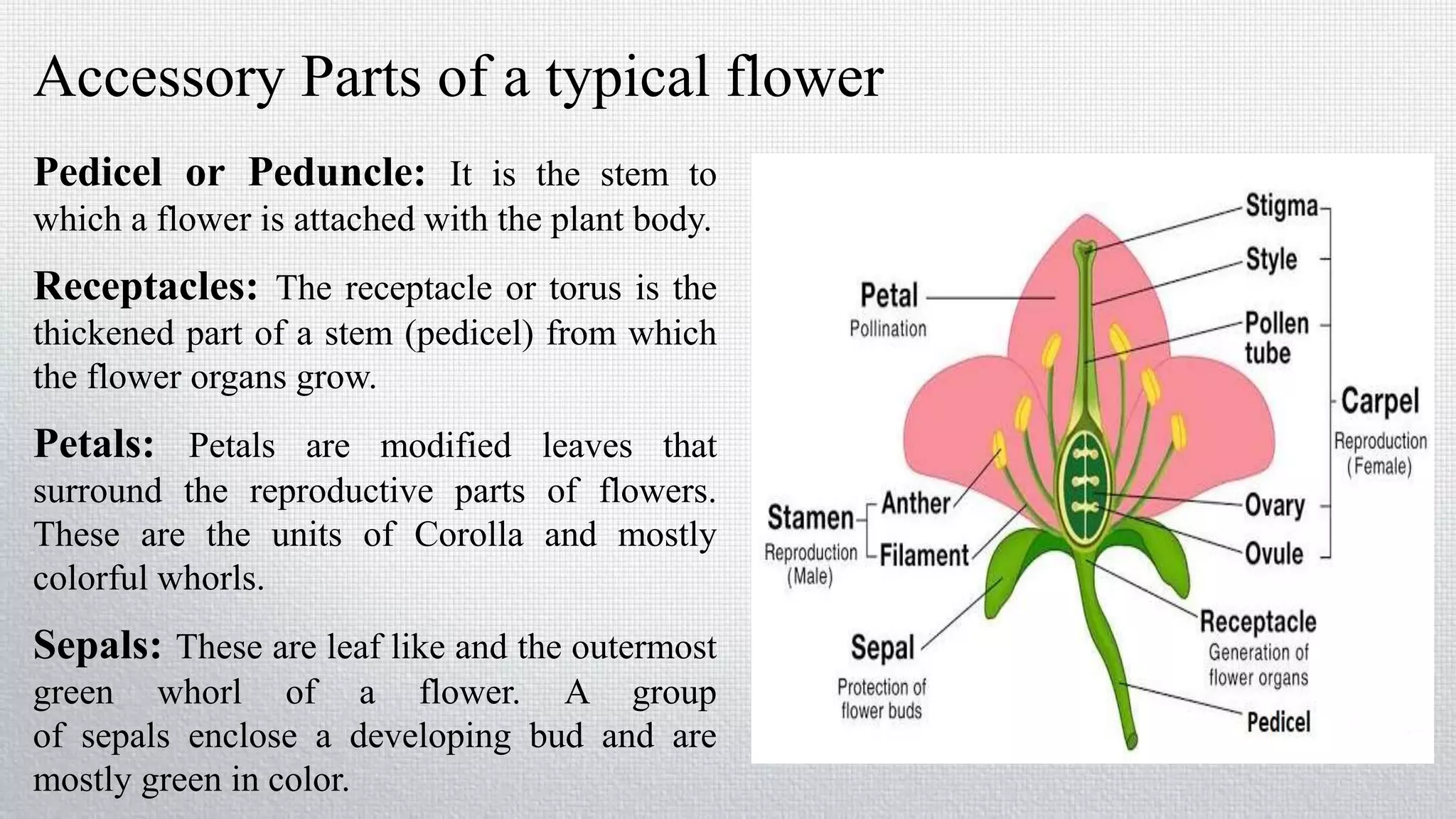 Sexual Reproduction in Flowering Plants (Part I) | PPTX