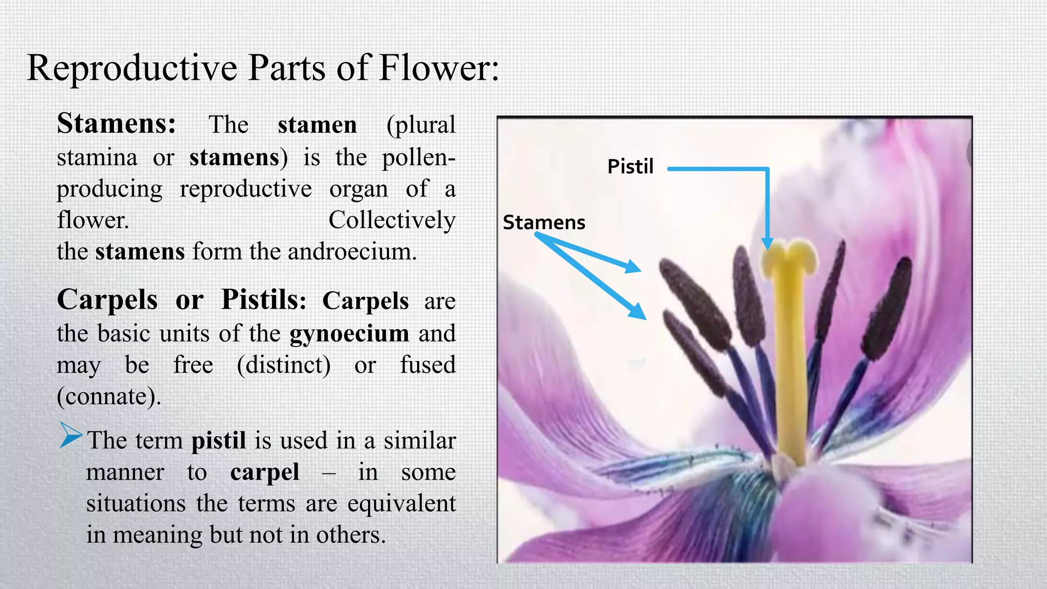 Sexual Reproduction in Flowering Plants (Part I) | PPTX