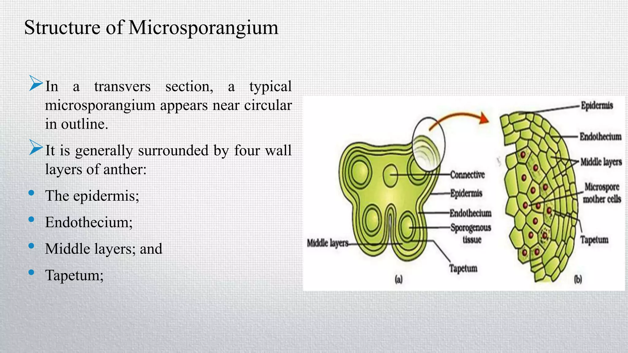 Sexual Reproduction in Flowering Plants (Part I) | PPTX
