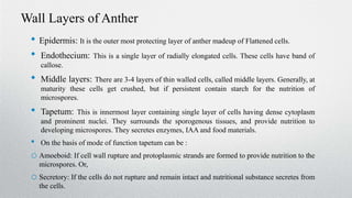 Sexual Reproduction in Flowering Plants (Part I) | PPTX
