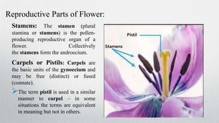 Sexual Reproduction in Flowering Plants (Part I) | PPTX