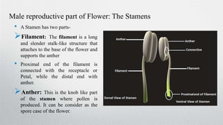 Sexual Reproduction in Flowering Plants (Part I) | PPTX