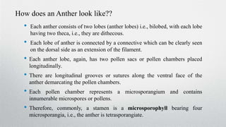 Sexual Reproduction in Flowering Plants (Part I) | PPT