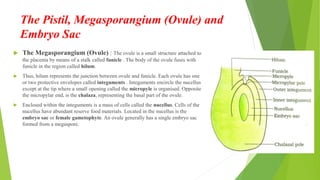 Sexual reproduction in flowering plants 2 | PPTX