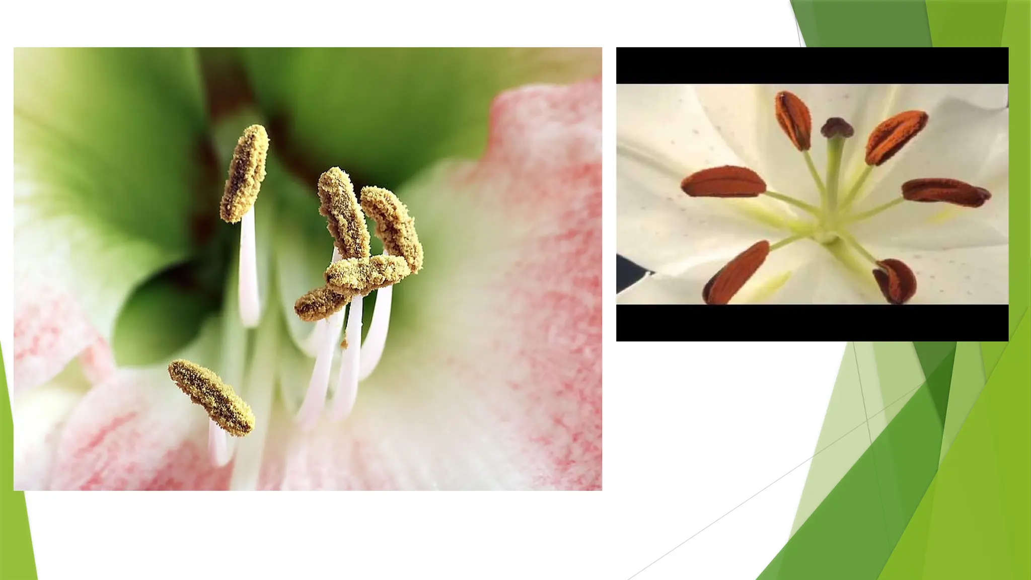 SEXUAL REPRODUCTION IN FLOWERING PLANTS full chapter.pptx