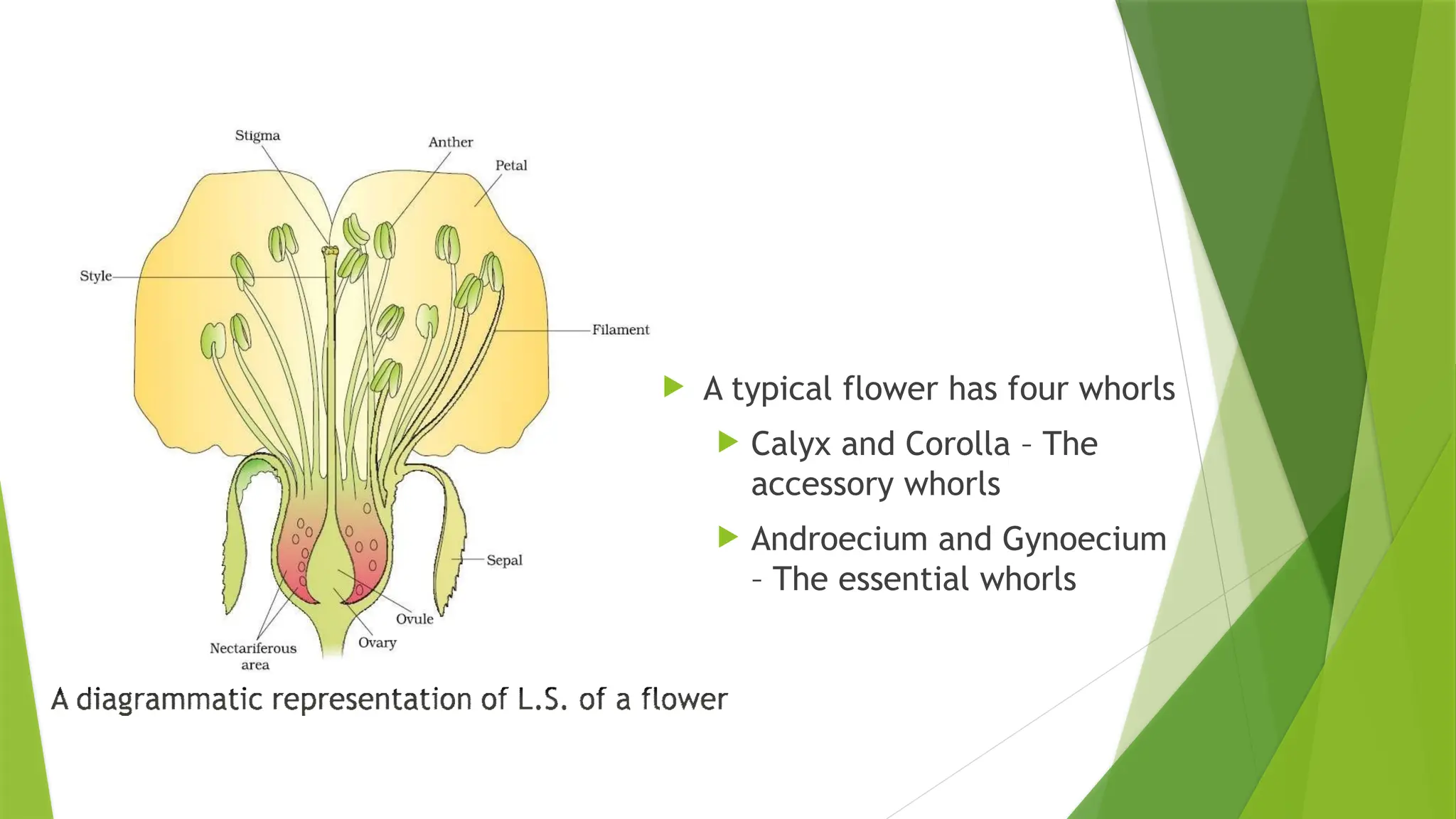 SEXUAL REPRODUCTION IN FLOWERING PLANTS full chapter.pptx