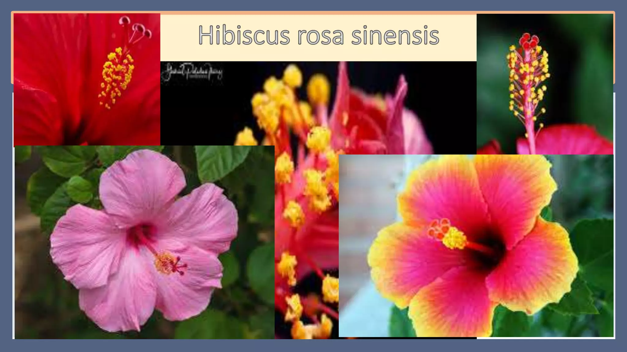 Sexual Reproduction in Flowering Plants himanshu.pptx