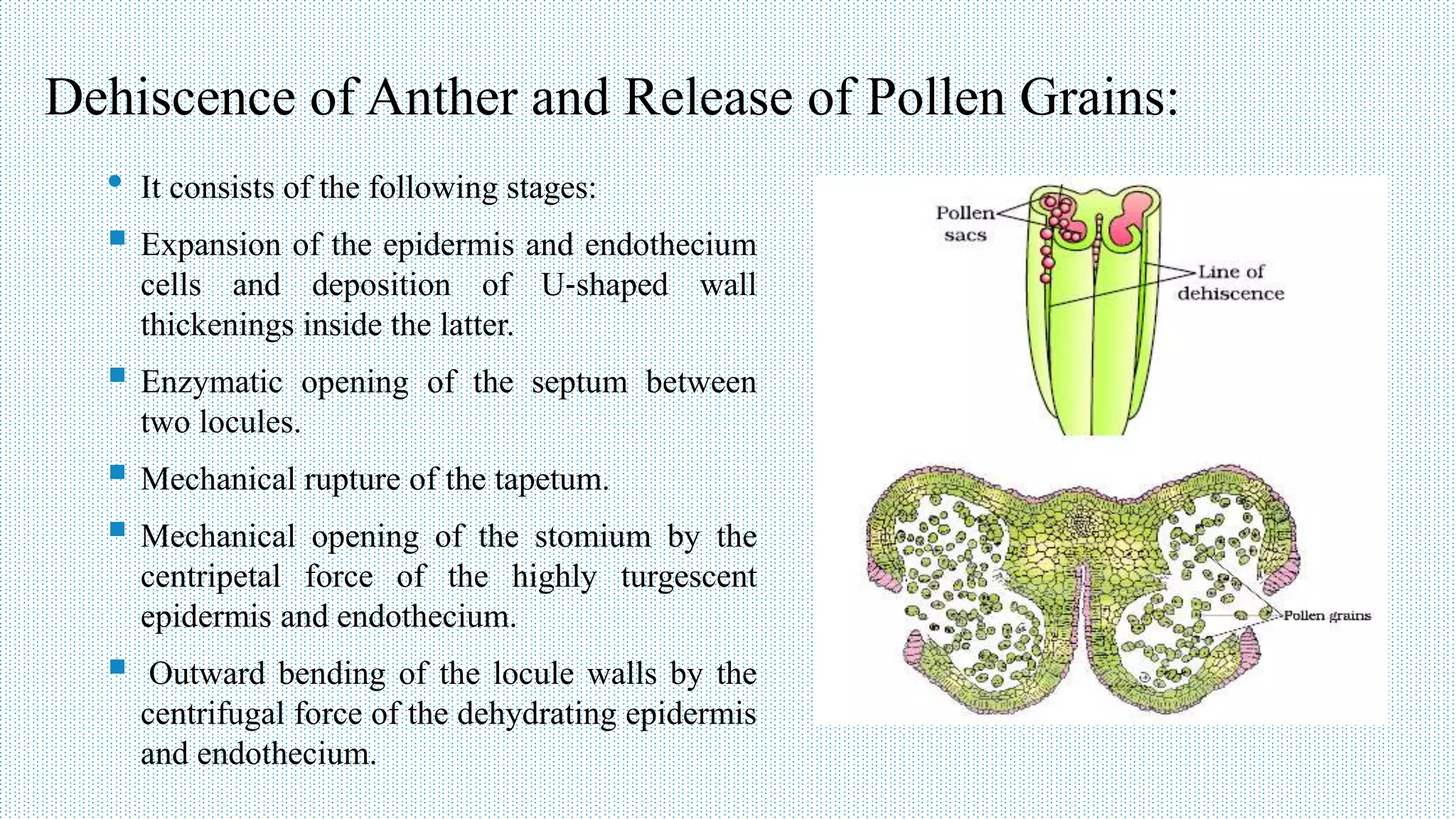 Sexual Reproduction in Flowering Plants (Part II) | PPT