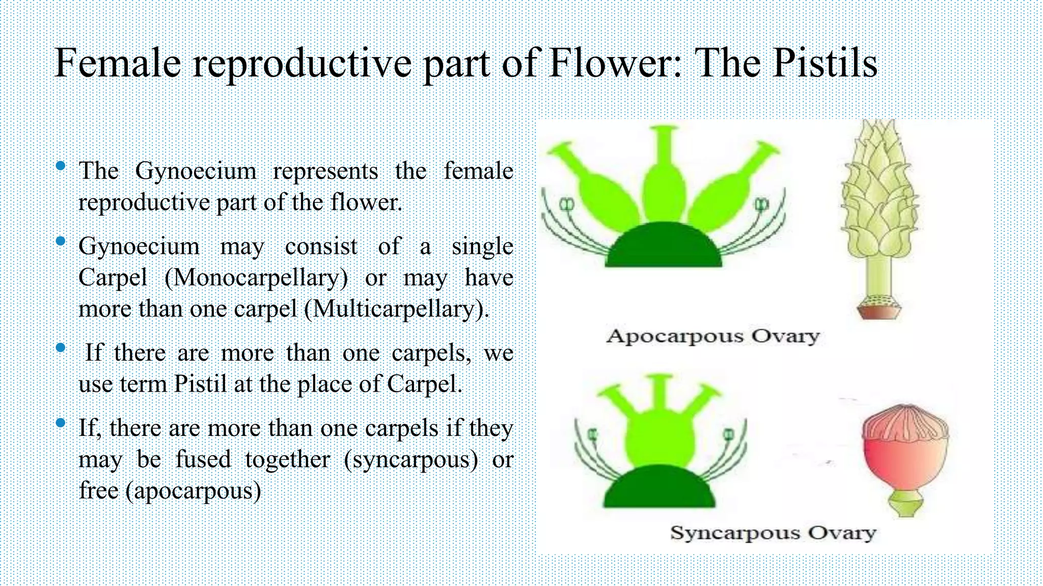 Sexual Reproduction in Flowering Plants (Part II) | PPT