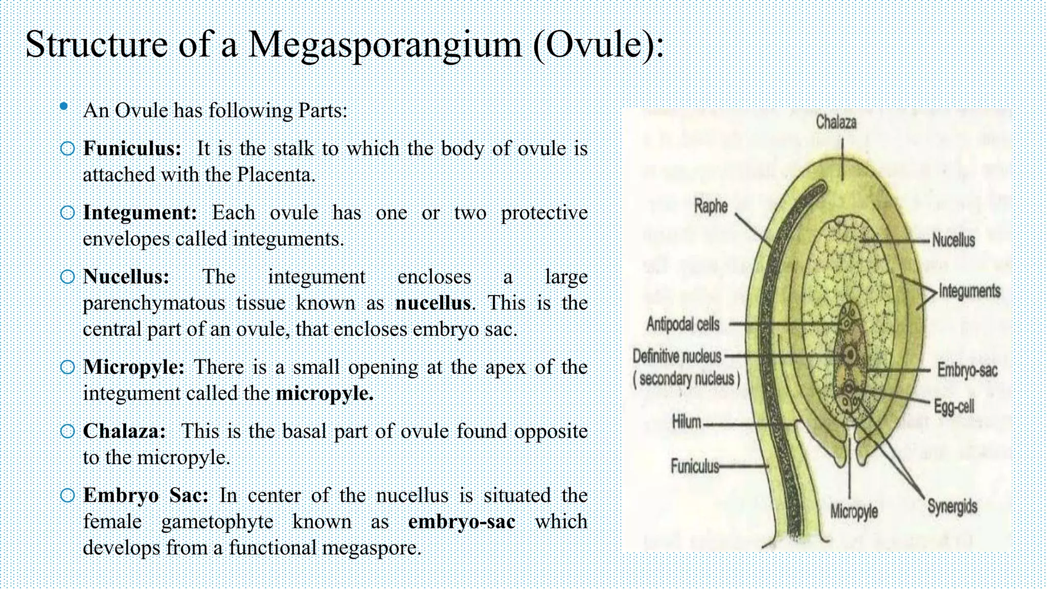 Sexual Reproduction in Flowering Plants (Part II) | PPT