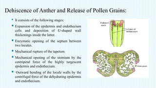 Sexual Reproduction in Flowering Plants (Part II) | PPT