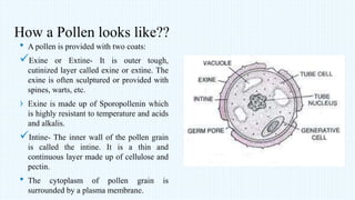 Sexual Reproduction in Flowering Plants (Part II) | PPTX