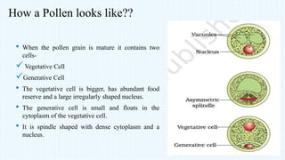Sexual Reproduction in Flowering Plants (Part II) | PPT
