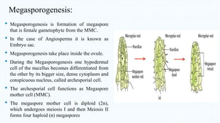 Sexual Reproduction in Flowering Plants (Part II) | PPTX