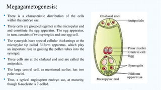 Sexual Reproduction in Flowering Plants (Part II) | PPTX