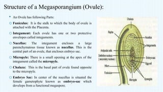 Sexual Reproduction in Flowering Plants (Part II) | PPTX