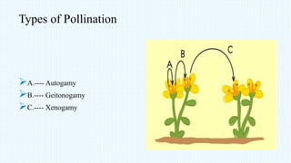 Sexual reproduction in flowering plants III | PPT