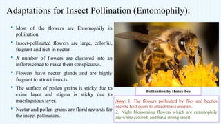 Sexual reproduction in flowering plants III | PPT