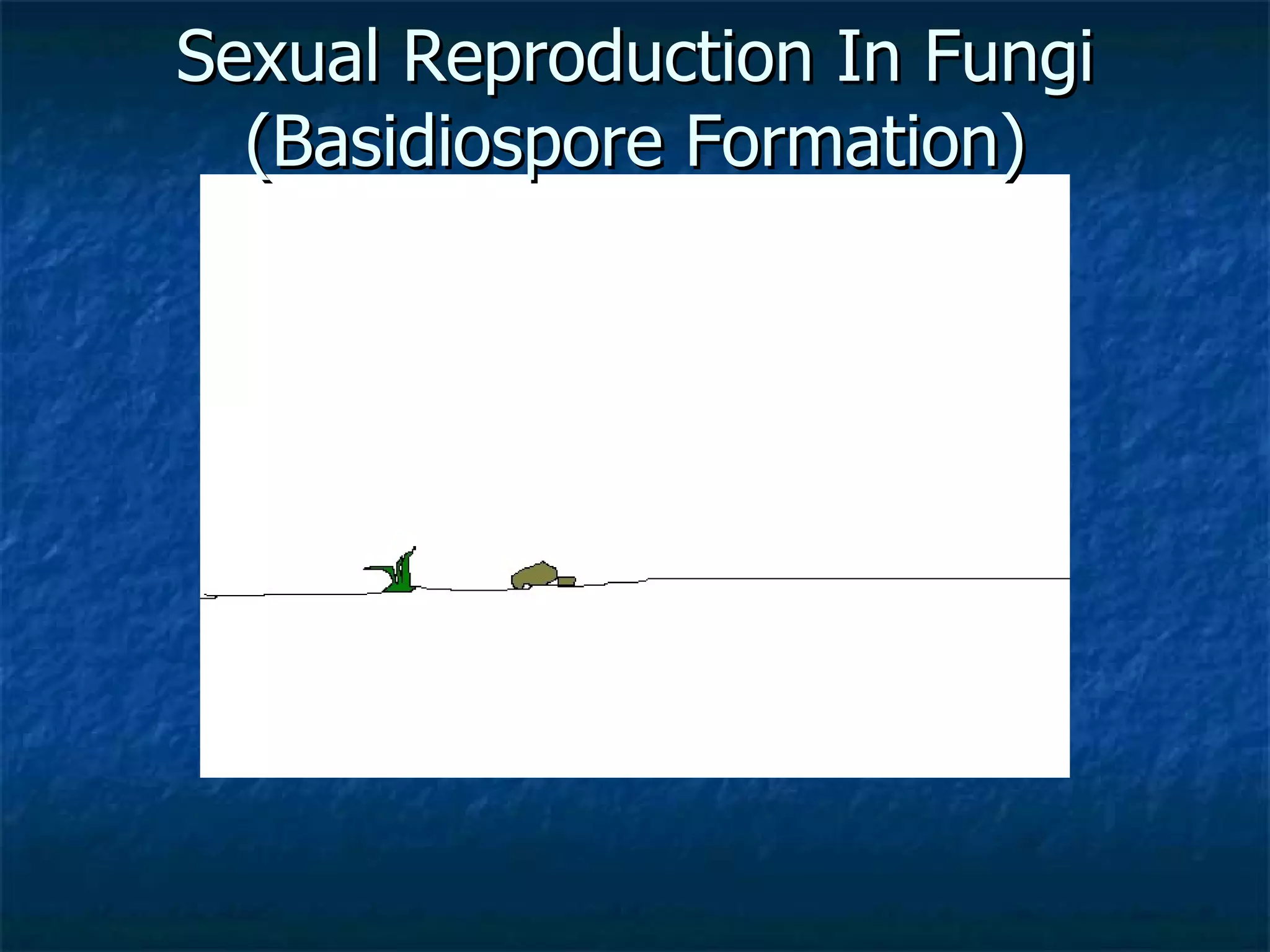 Sexual Reproduction In Fungi (Basidiospore) | PPT