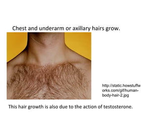 Sexual reproduction in mammals | PPT