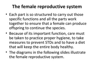Sexual reproduction in mammals | PPT