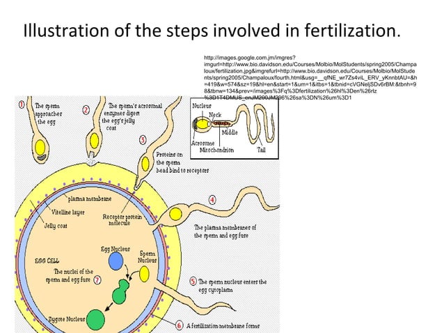 Sexual reproduction in mammals | PPT | Pregnancy | Reproductive Health