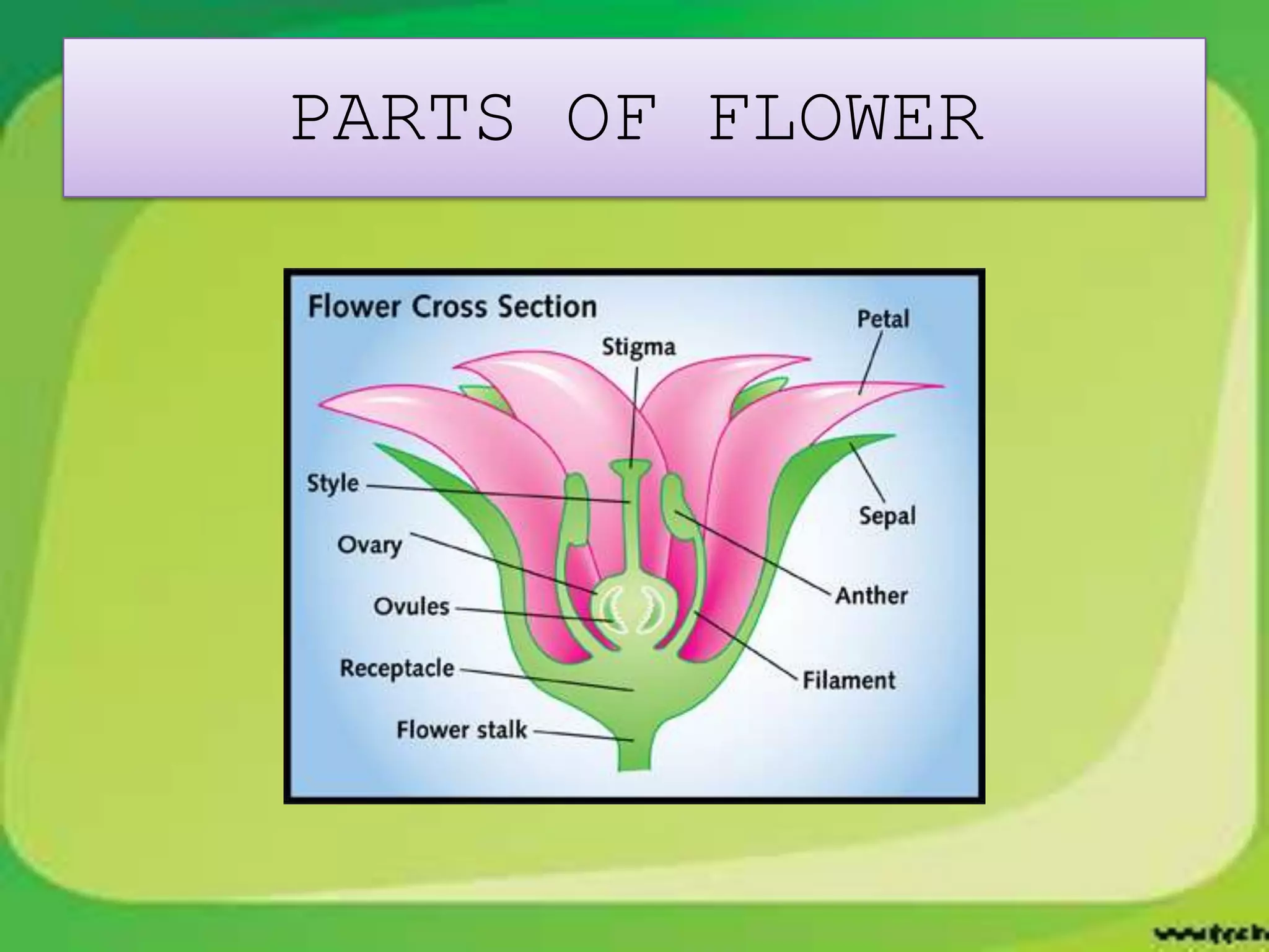 Sexual reproduction in plants | PPTX