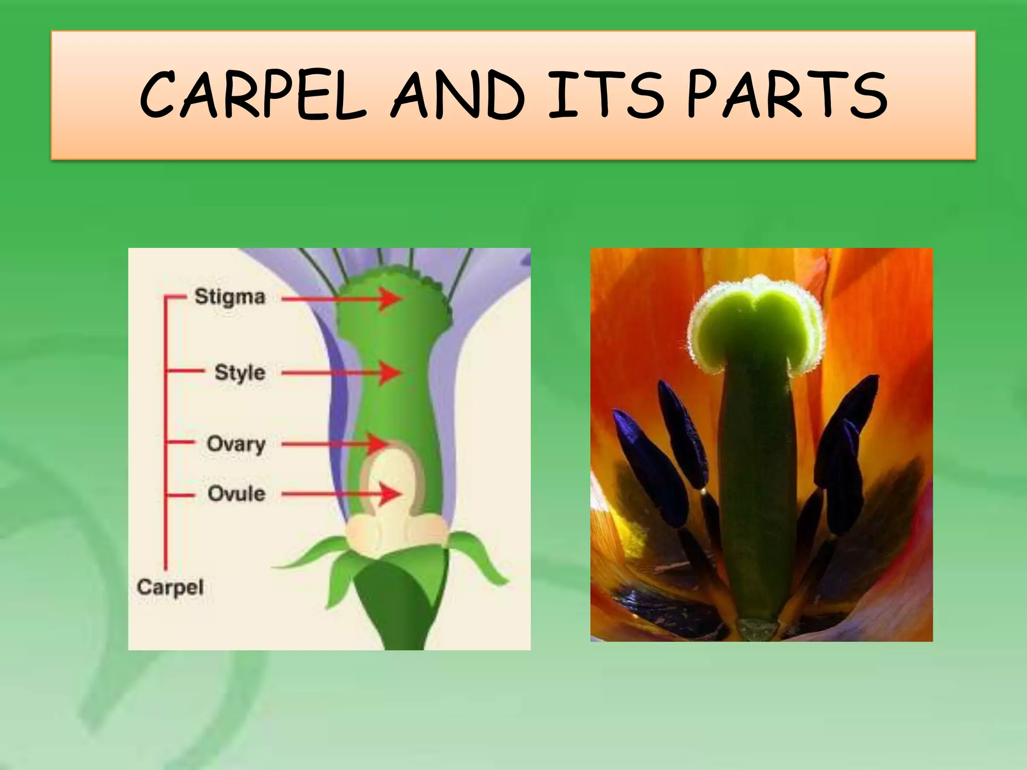 Sexual reproduction in plants | PPTX