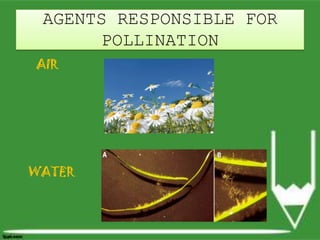 Sexual reproduction in plants | PPTX